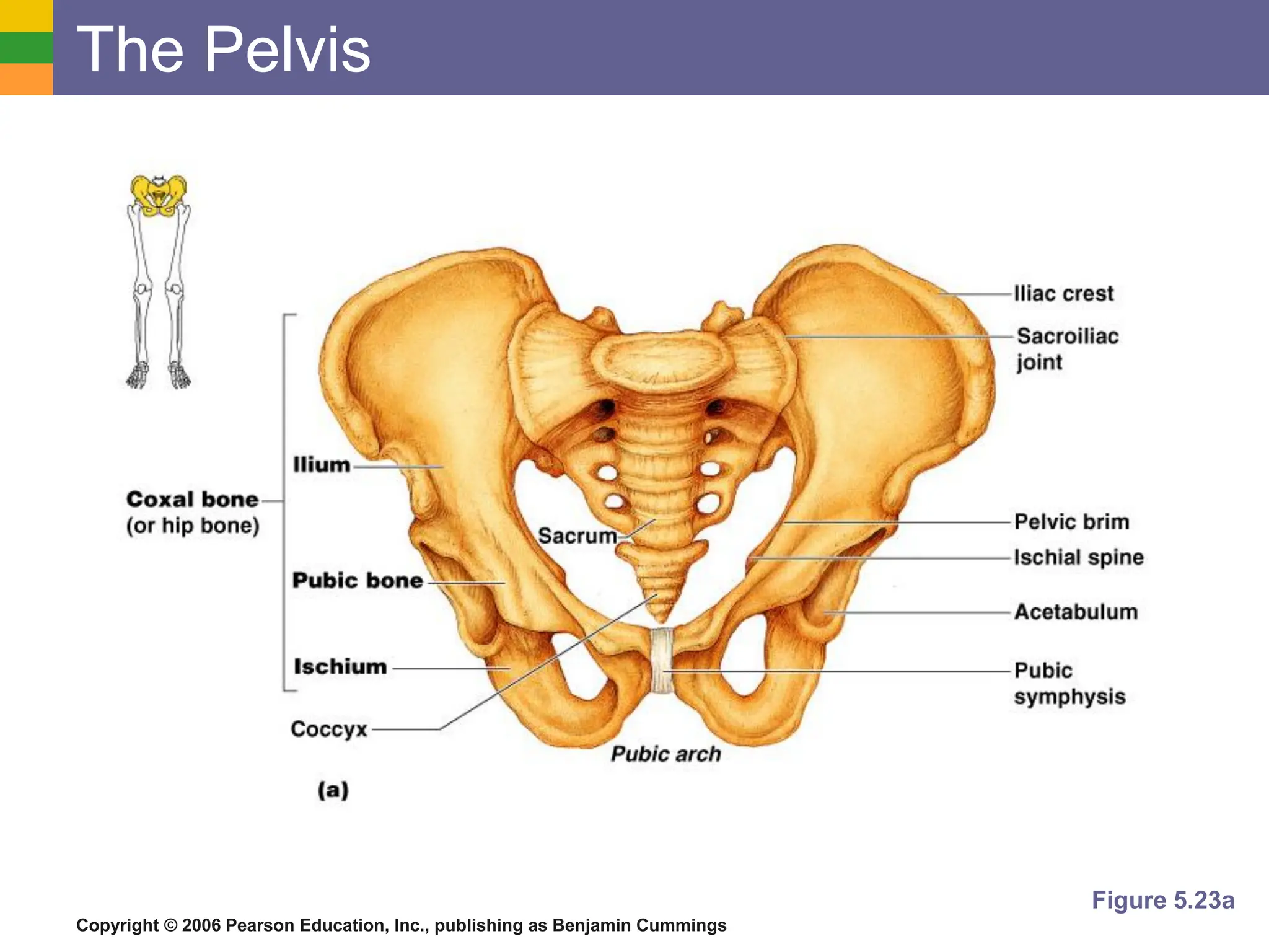 marieb-ch5e_compress.pdf anatomy and physiology | PPT