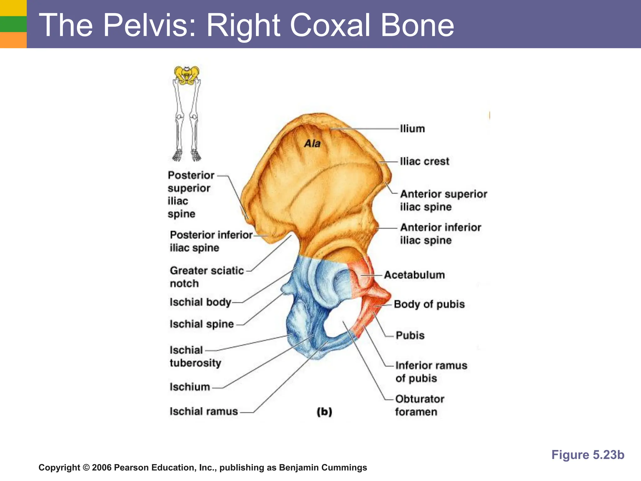 marieb-ch5e_compress.pdf anatomy and physiology | PPT