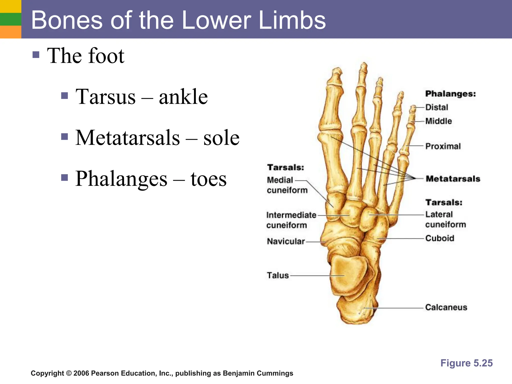 marieb-ch5e_compress.pdf anatomy and physiology | PPT