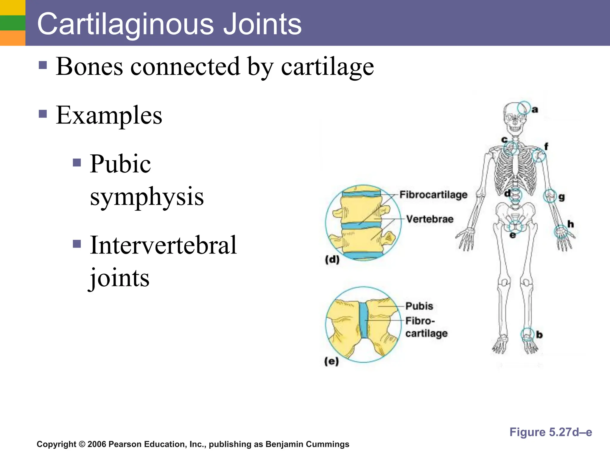 marieb-ch5f_compress.pdf the skeletal system | PDF