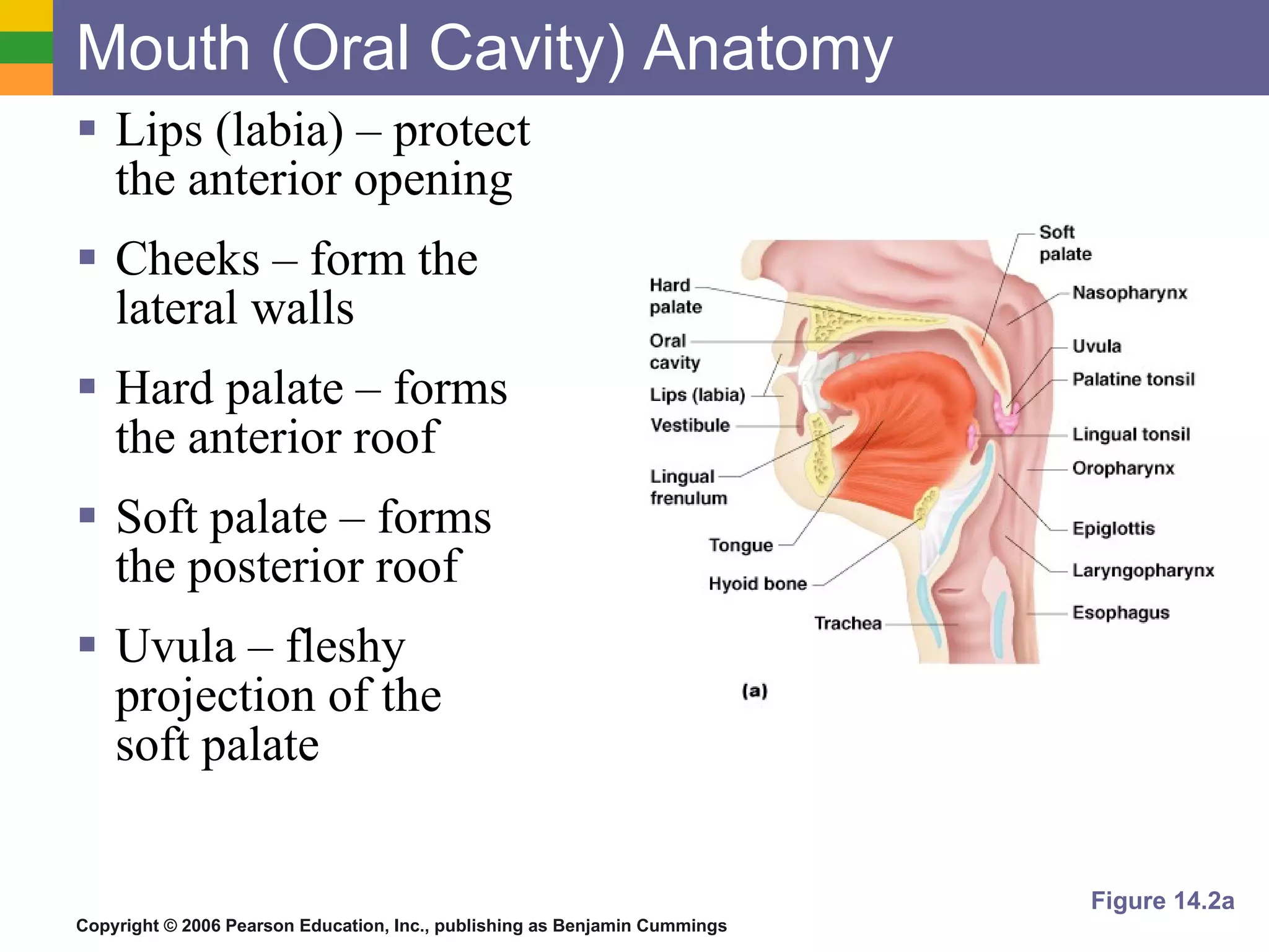 The Digestive System Pt. 1 | PPT