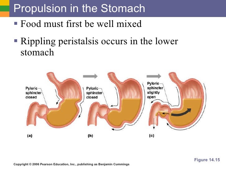 The Digestive System Pt. 3