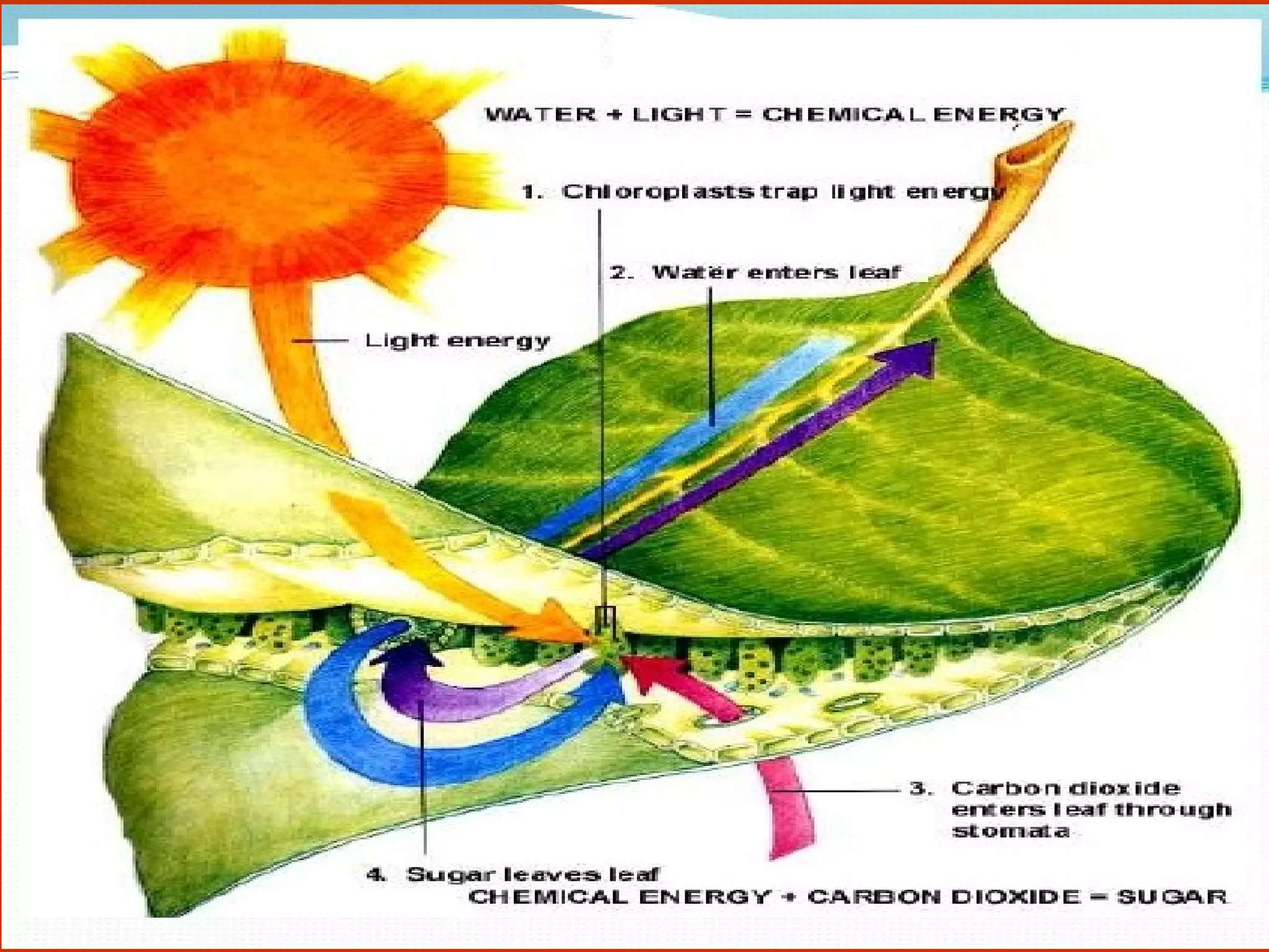 Photosynthesis for Kids | PPT