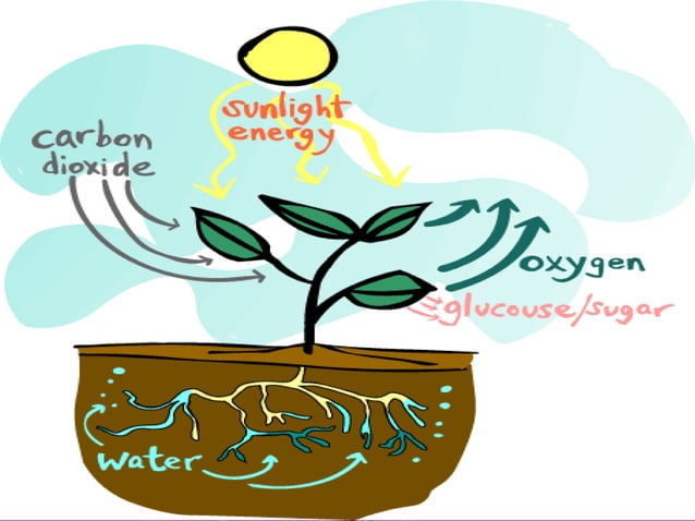 Photosynthesis for Kids | PPT | Chemistry | Science