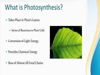 Photosynthesis For Kids Powerpoint