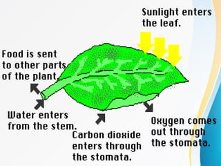Photosynthesis Process For Kids