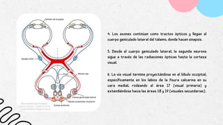 Mariel Mecina_Vías sensoriales y fasciculo longitudinal medial.pdf
