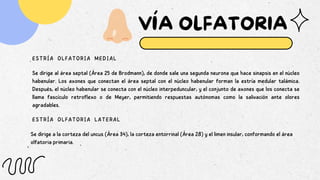 Mariel Mecina_Vías sensoriales y fasciculo longitudinal medial.pdf