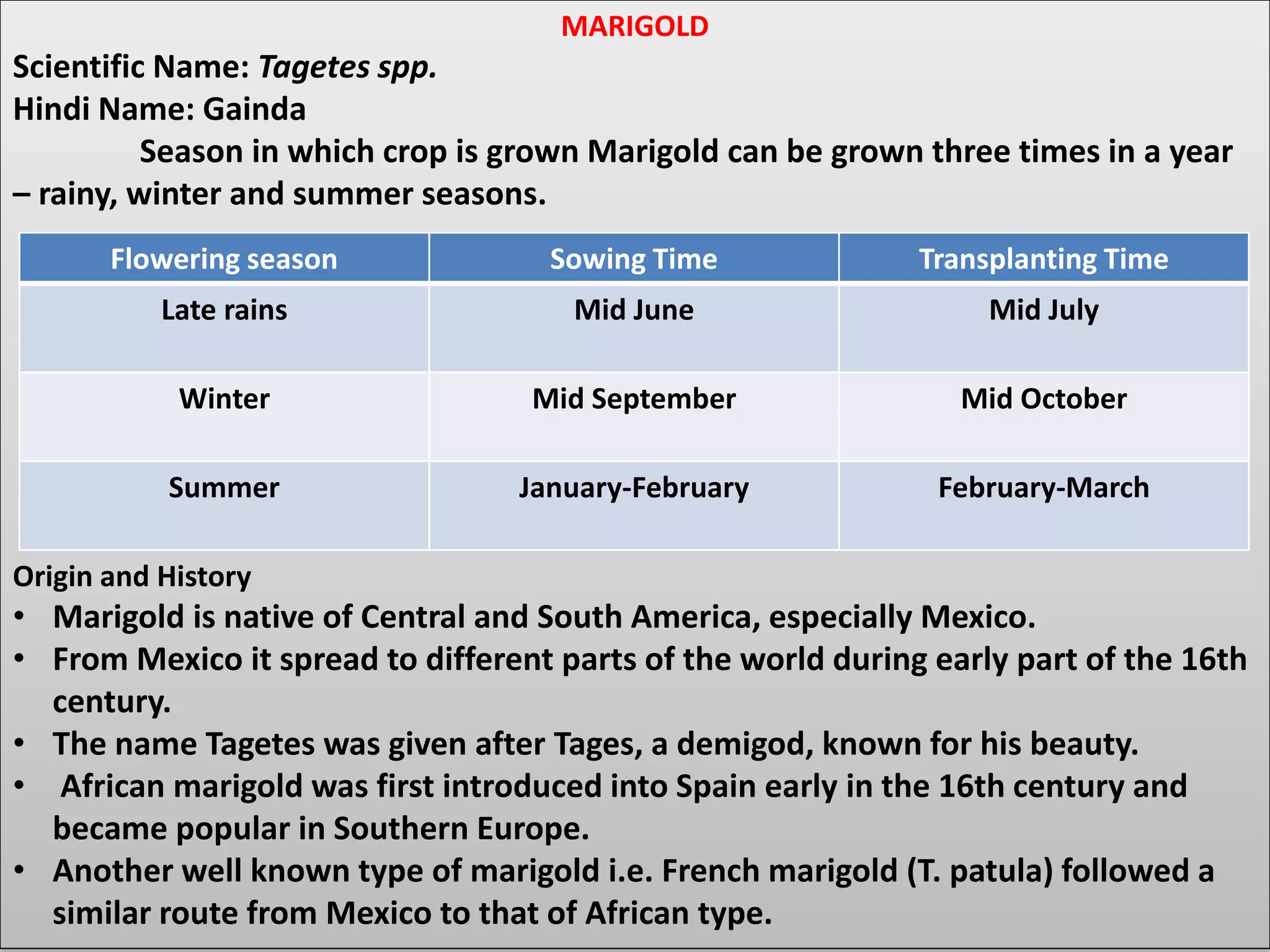 Marigold | PPTX