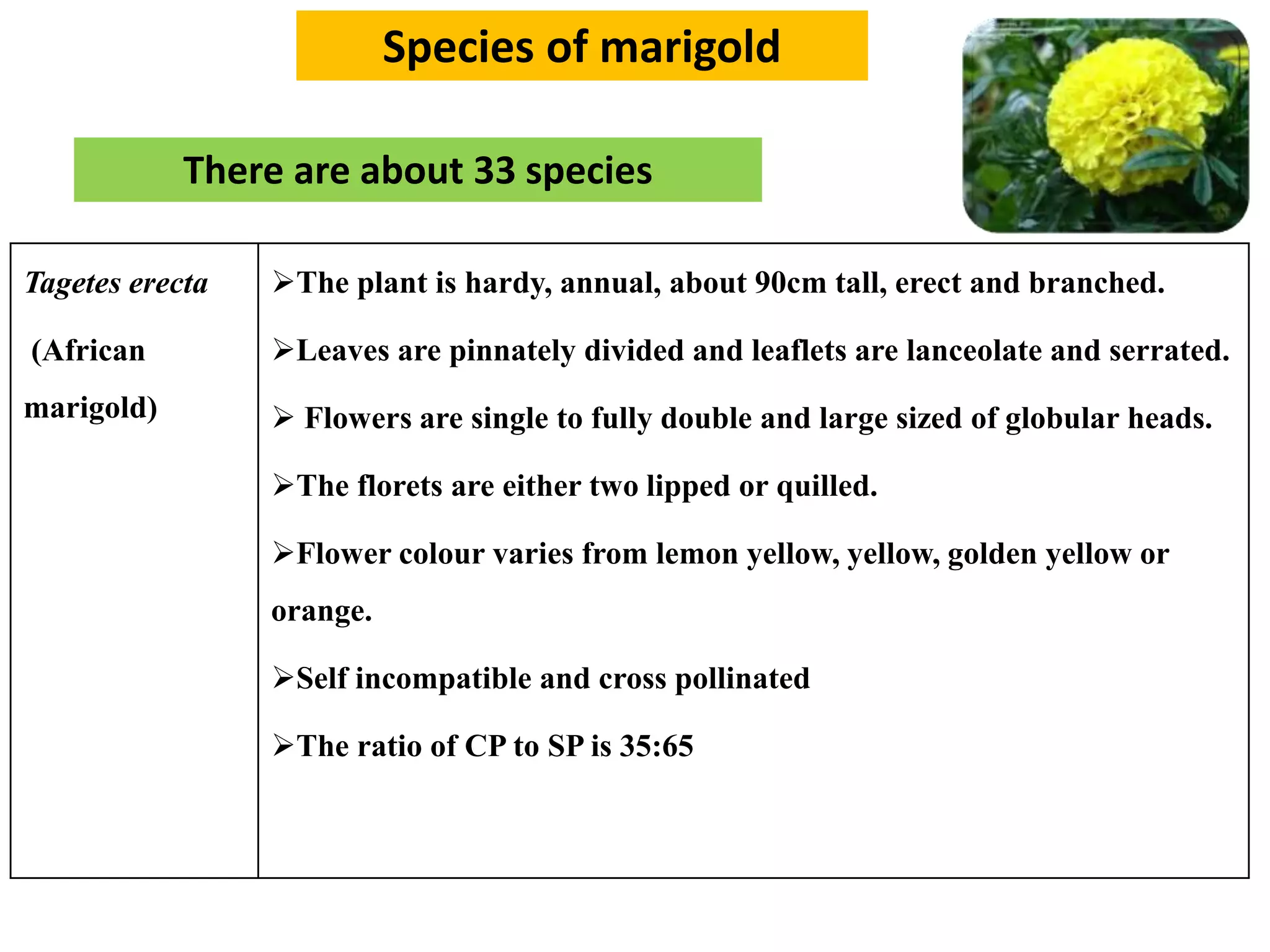marigold.pptx