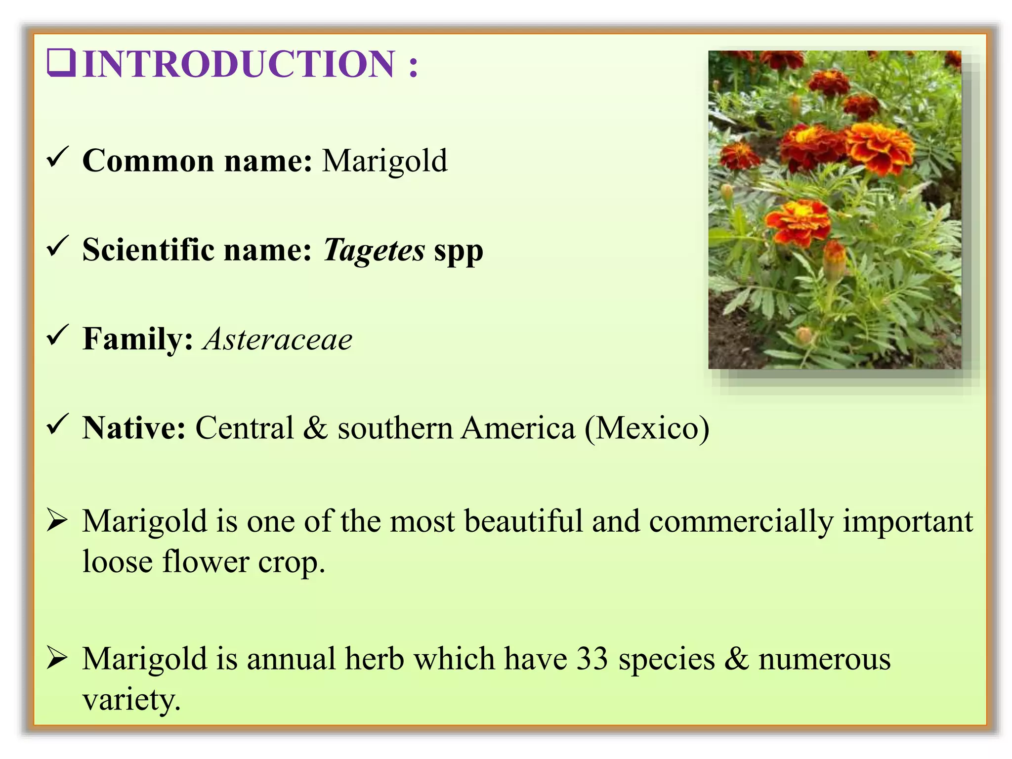 marigold.pptx