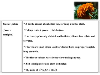 marigold.pptx