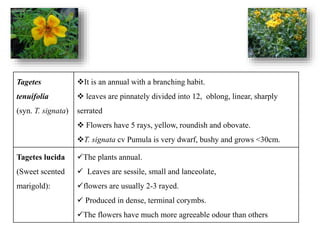 marigold.pptx