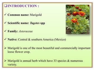 marigold.pptx