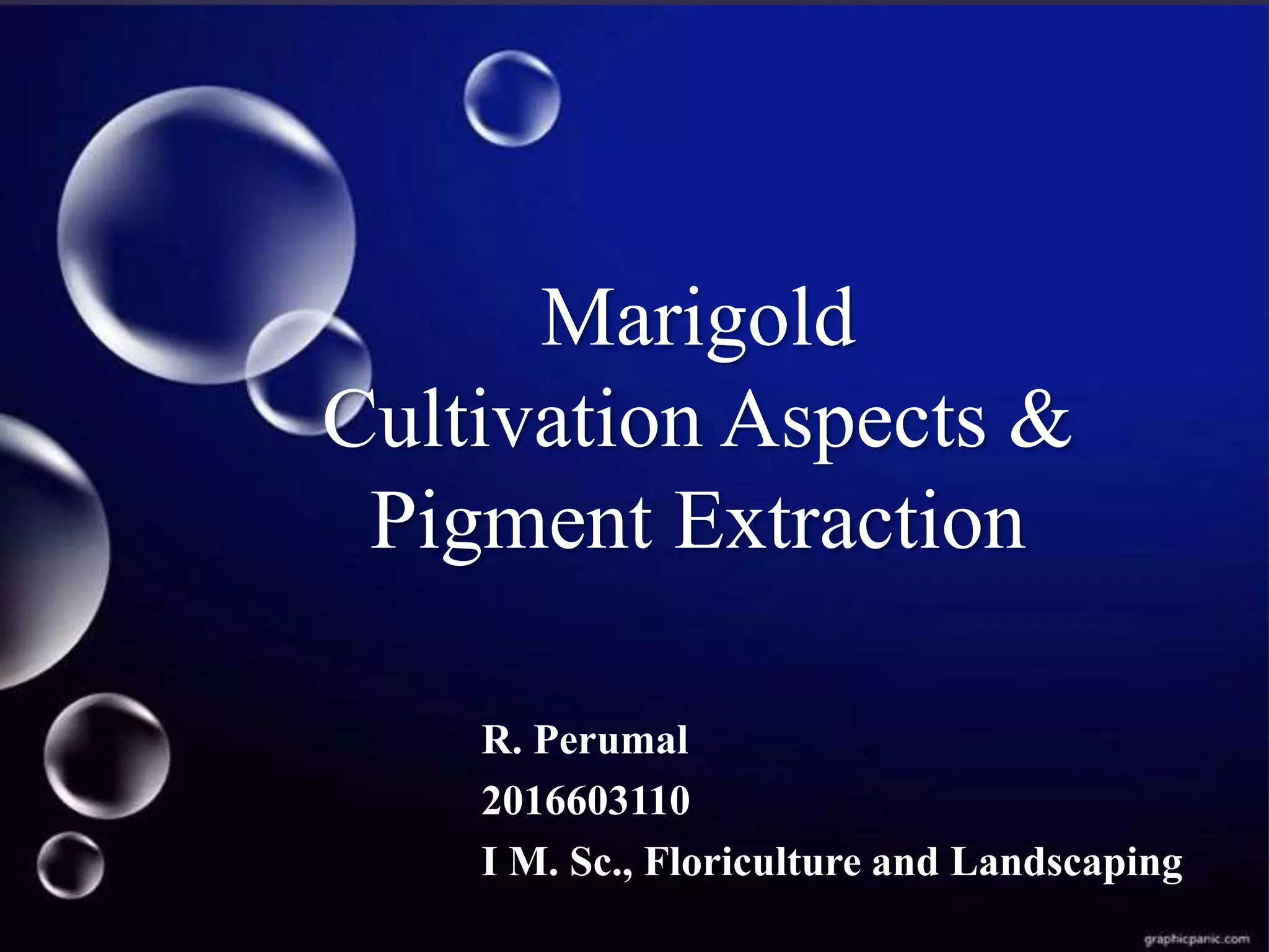 Marigold – cultivation aspects and pigment extraction | PPTX