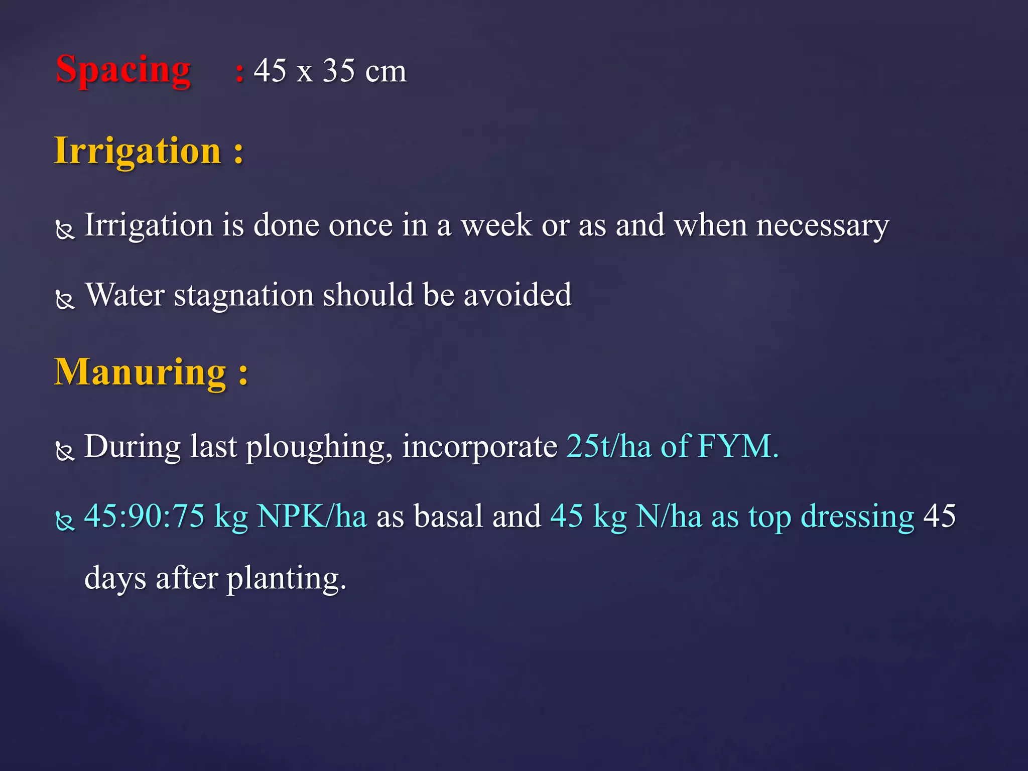 Marigold – cultivation aspects and pigment extraction | PPTX