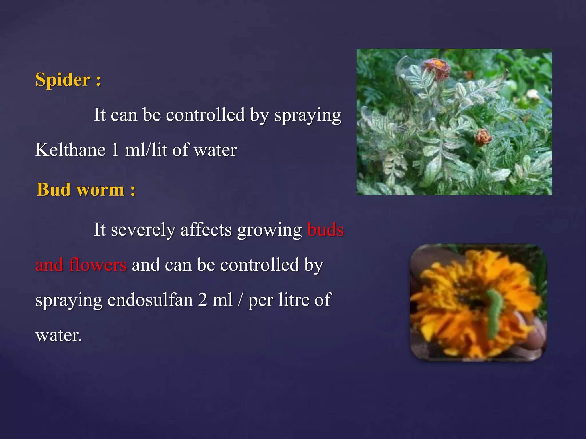 Marigold – cultivation aspects and pigment extraction | PPTX