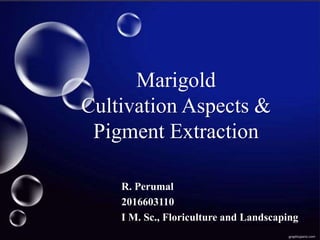 Marigold – cultivation aspects and pigment extraction | PPTX