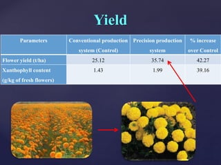 Marigold – cultivation aspects and pigment extraction | PPTX