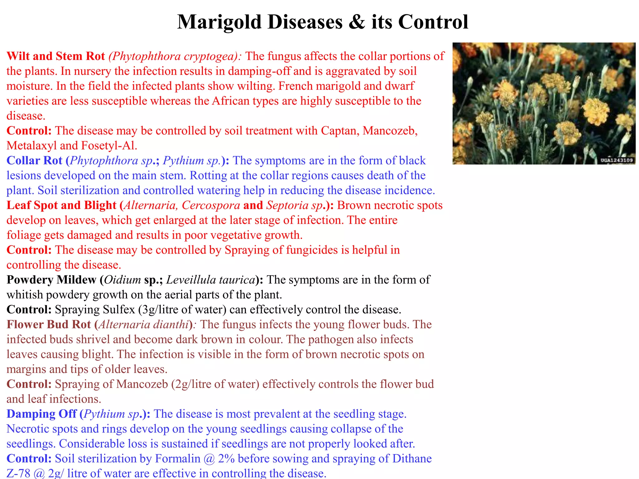 Marigold diseases.pptx