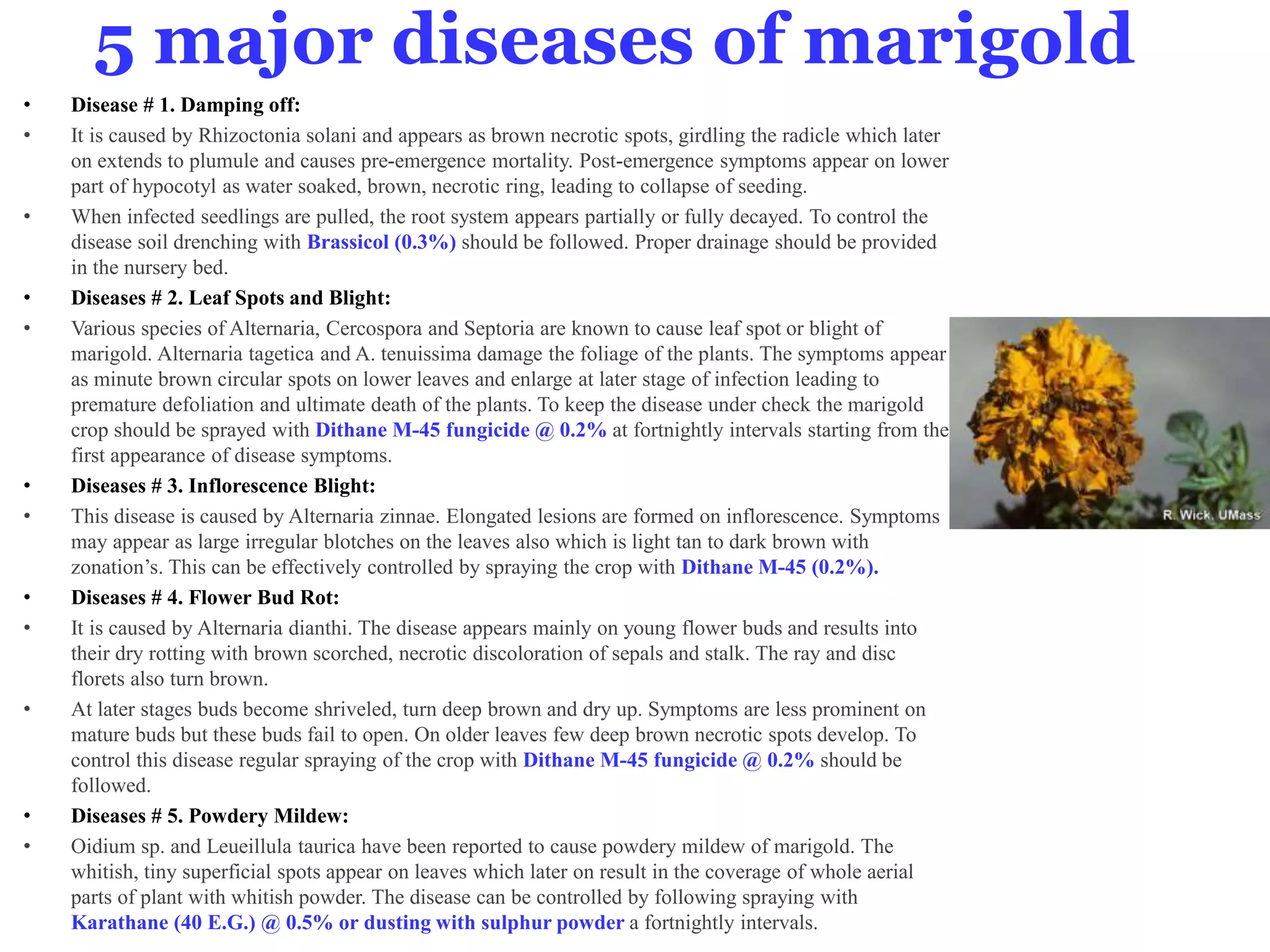 Marigold diseases.pptx