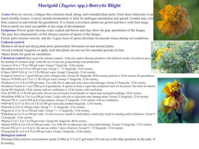 Marigold diseases.pptx | Gardening | Home & Garden