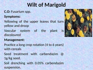 Management of Marigold Diseases it objectives, its status and ...