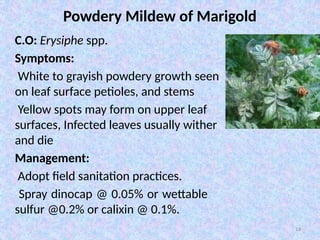 Management of Marigold Diseases it objectives, its status and ...