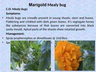 Management of Marigold Diseases it objectives, its status and ...