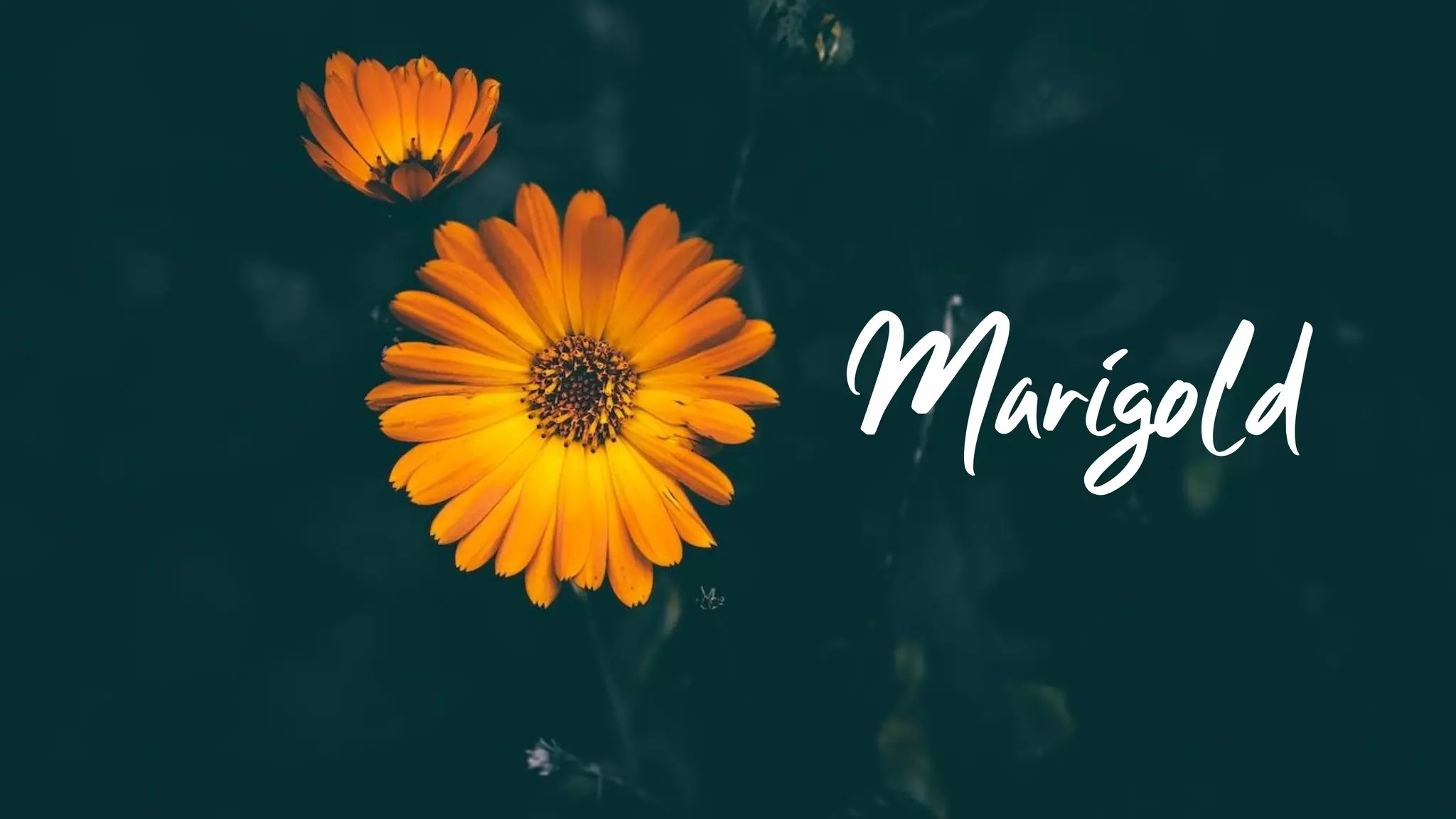 Marigold Flower Presentation | PDF