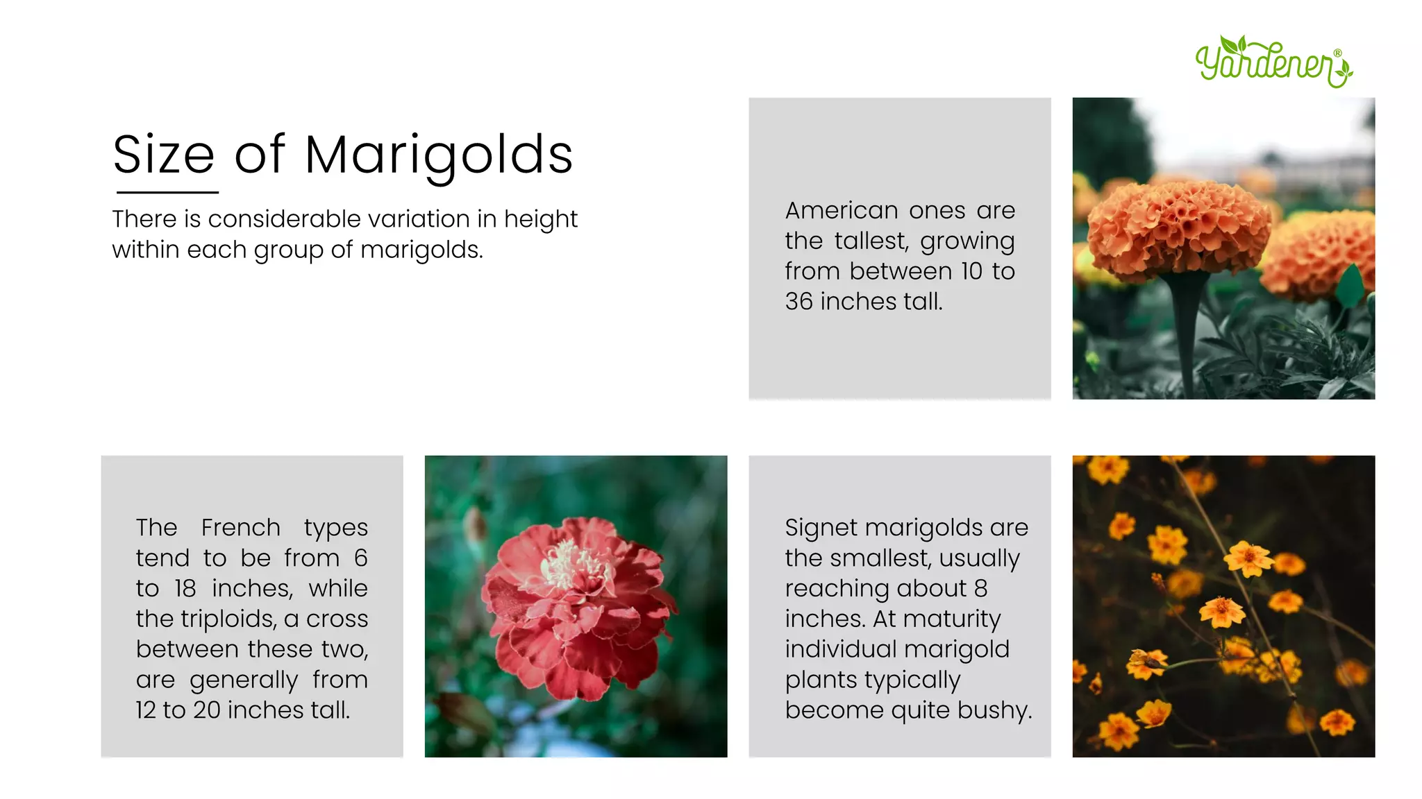 Marigold Flower Presentation | PDF