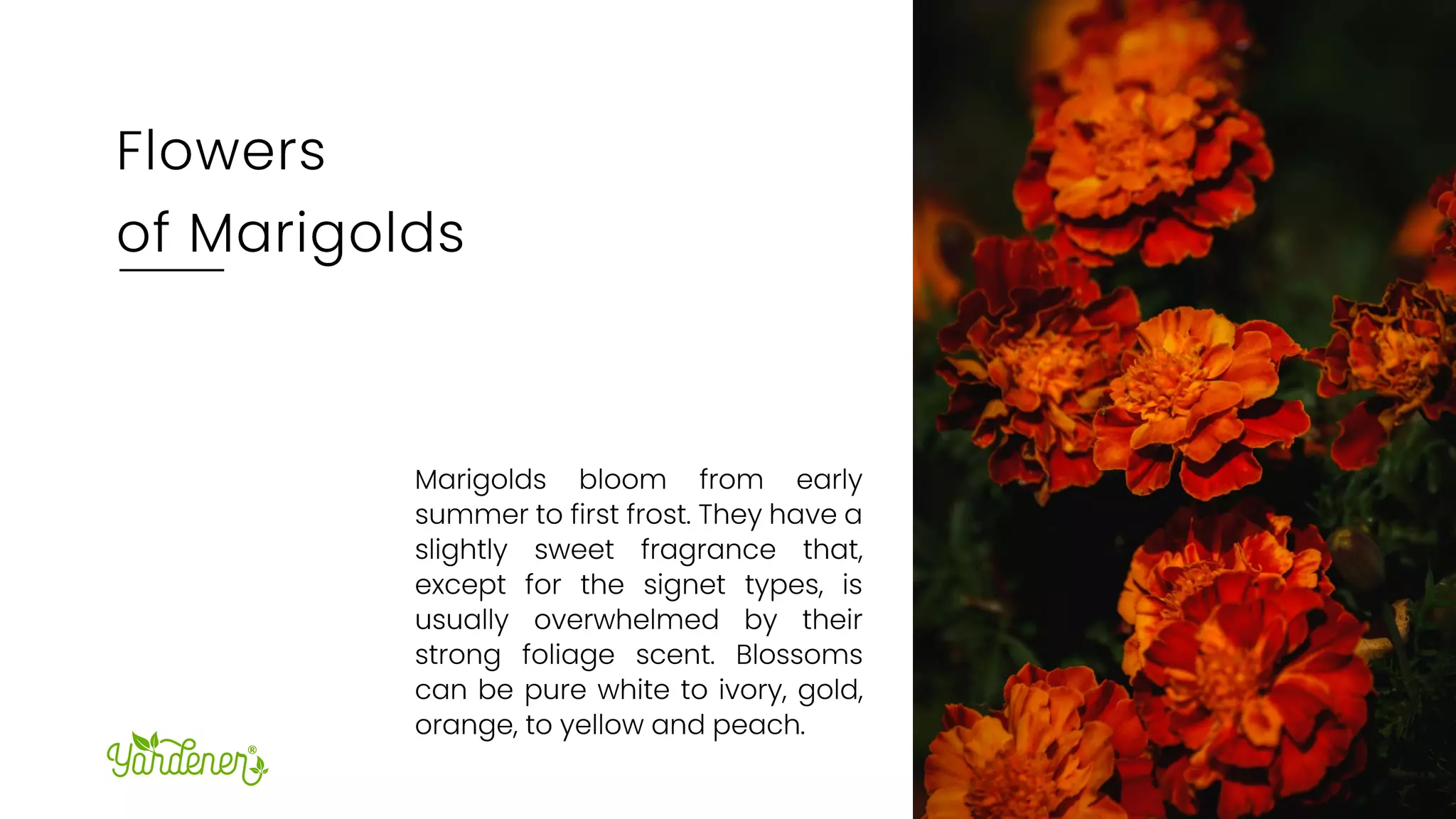 Marigold Flower Presentation | PDF