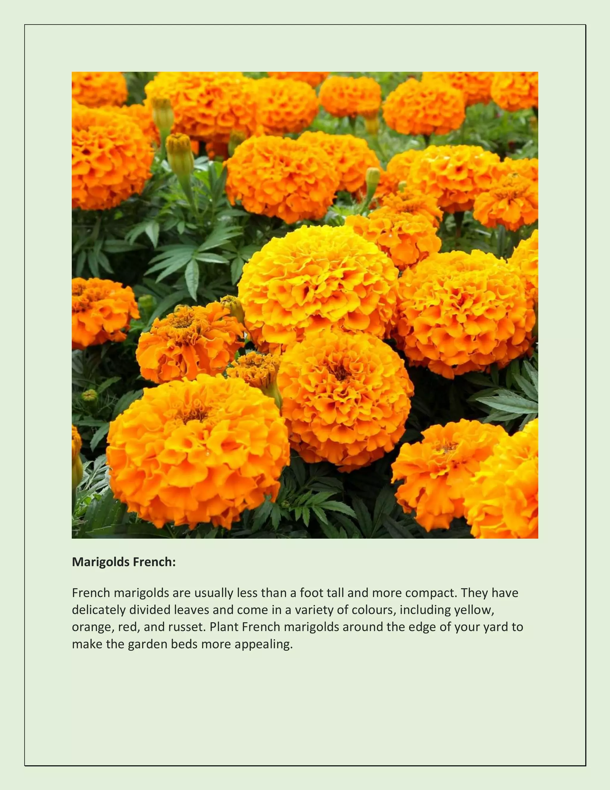 Marigold Flower Types.pdf
