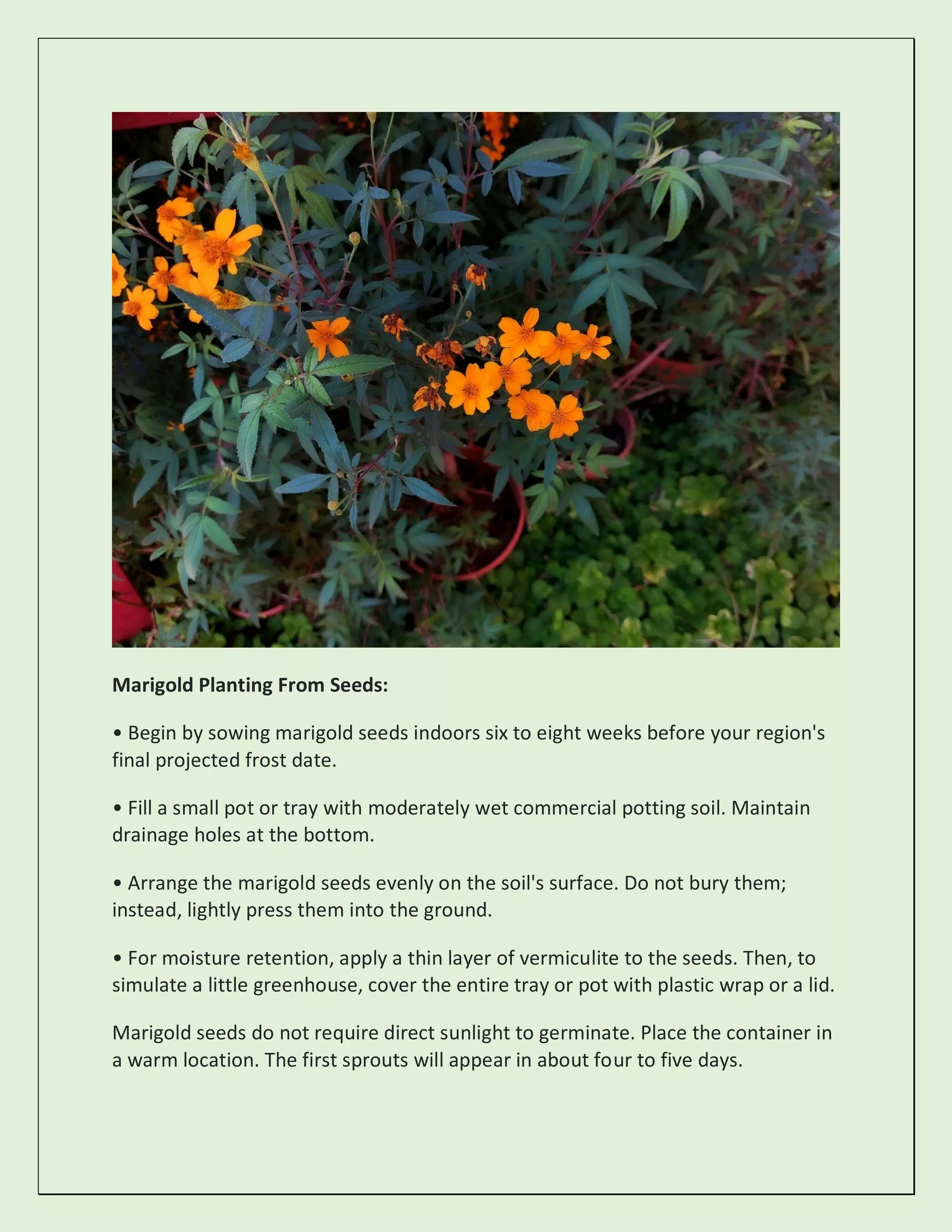 Marigold Flower Types.pdf