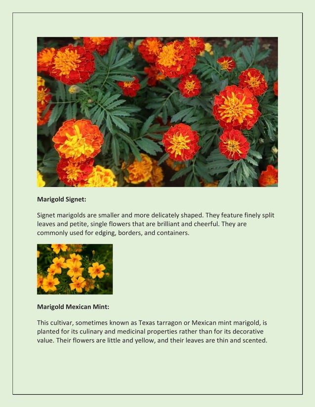 Marigold Flower Types.pdf