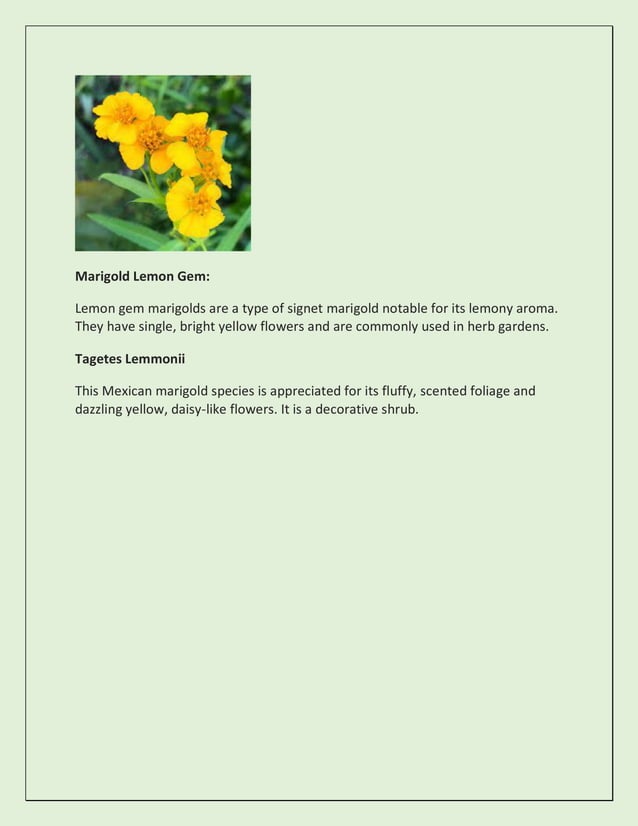 Marigold Flower Types.pdf