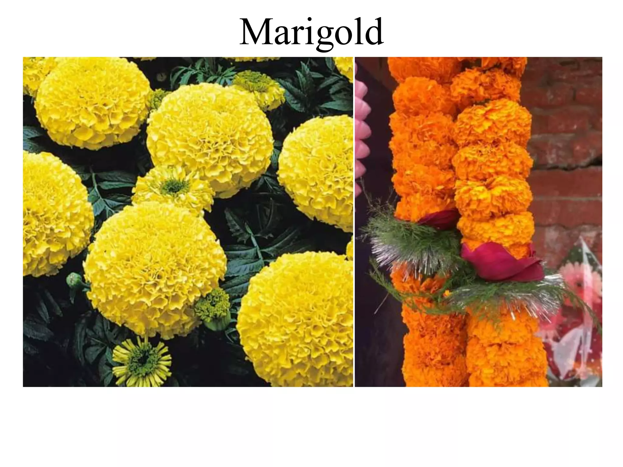 Introduction of marigold | DOCX