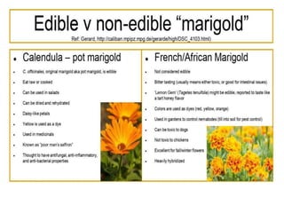 Introduction of marigold | DOCX