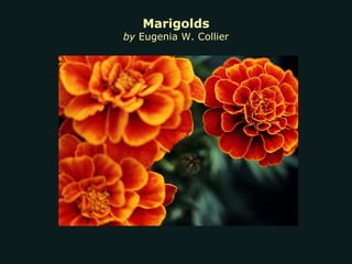 Marigolds | PPT