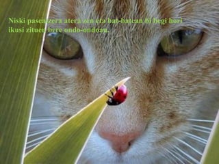 Marigorringoa | PPT