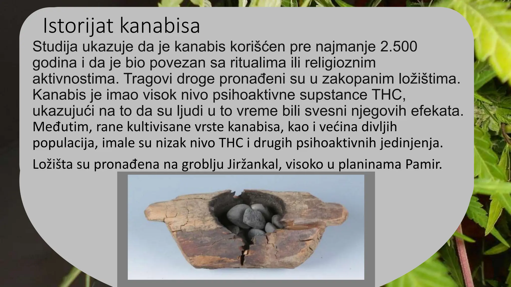 Marihuana- Simon Matijašević dfthftyrtVIII1.pptx