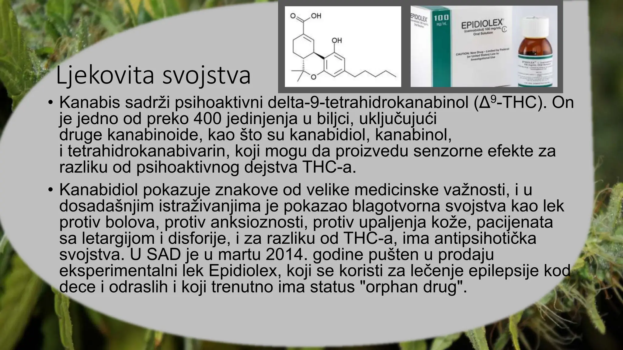 Marihuana- Simon Matijašević dfthftyrtVIII1.pptx
