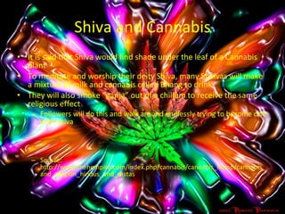 Marijuana in Rastafarian and Shiva Culture | PPT