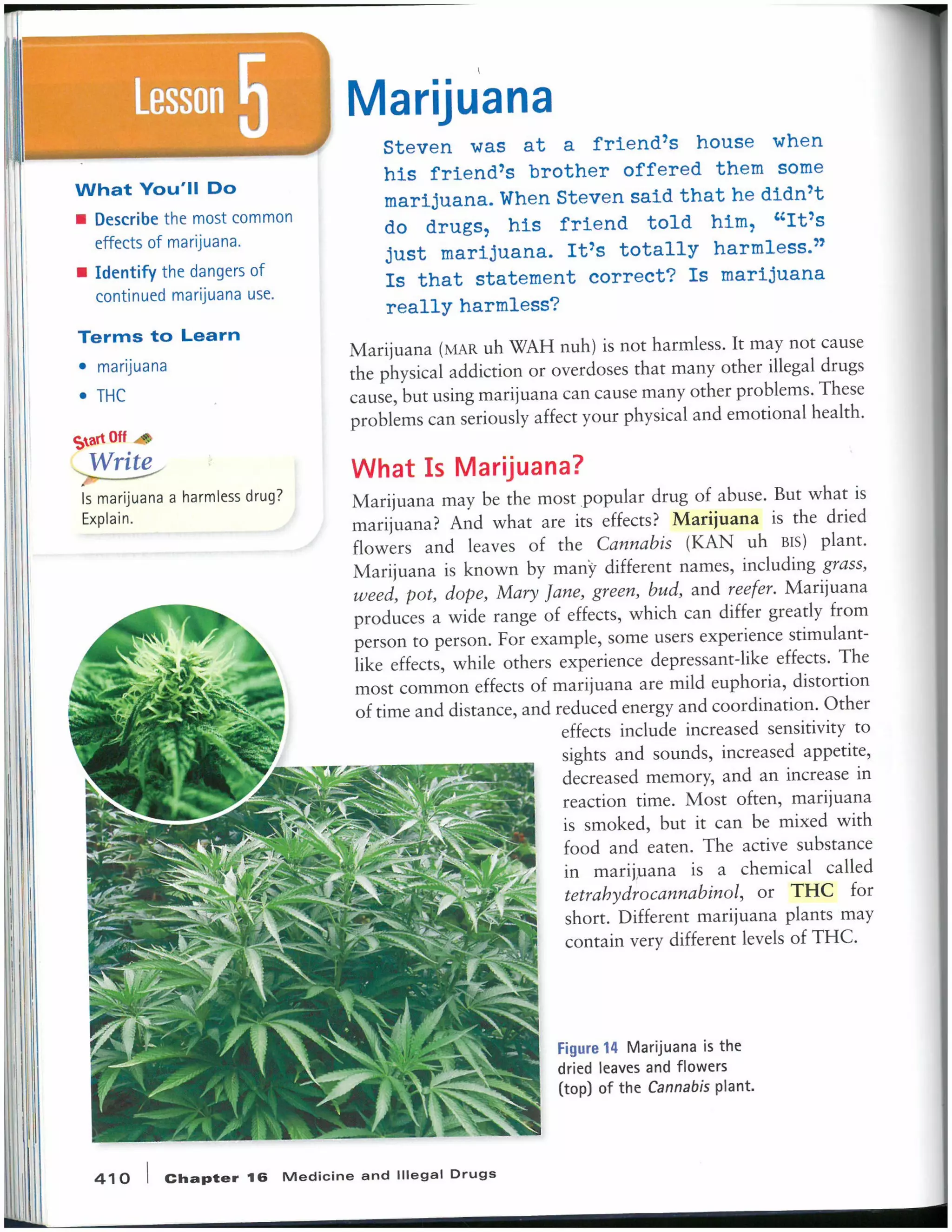 Marijuana | PDF