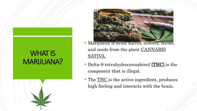 MARIJUANA PPT.pptx