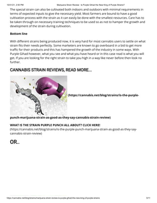 The Purple Gihad Cannabis Strain Review | PDF