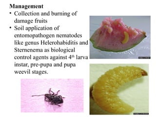 postharvest pest and diseases of fruits b | PPT