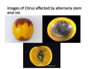 postharvest pest and diseases of fruits b | PPTX