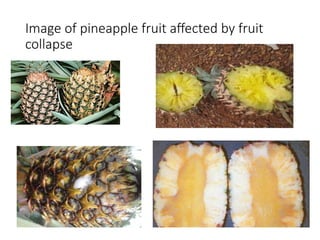 postharvest pest and diseases of fruits b | PPTX