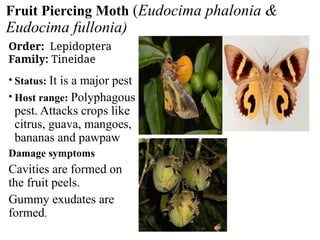 postharvest pest and diseases of fruits b | PPT